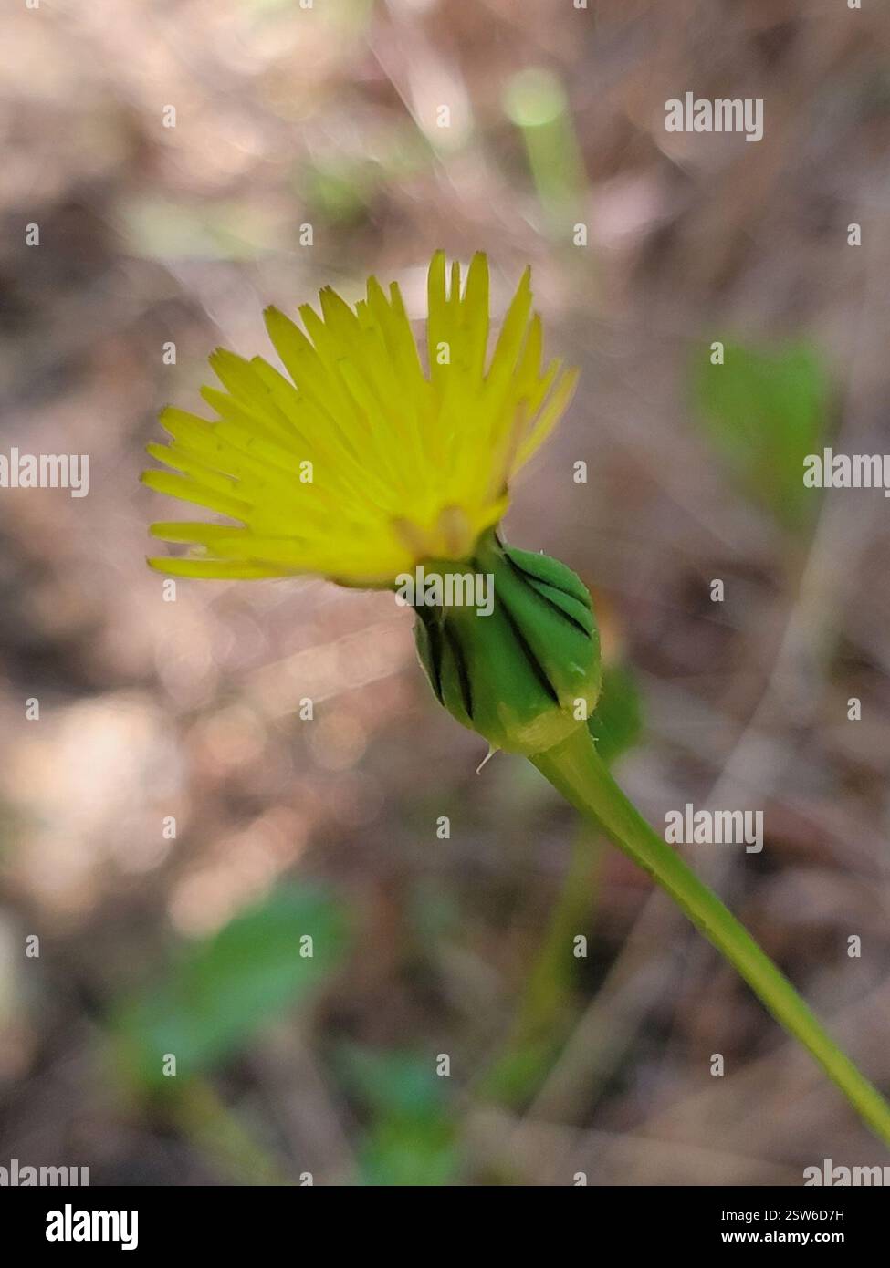 False Hawkbit (Urospermum picroides), Plantae, Los Altos Hills, CA ...