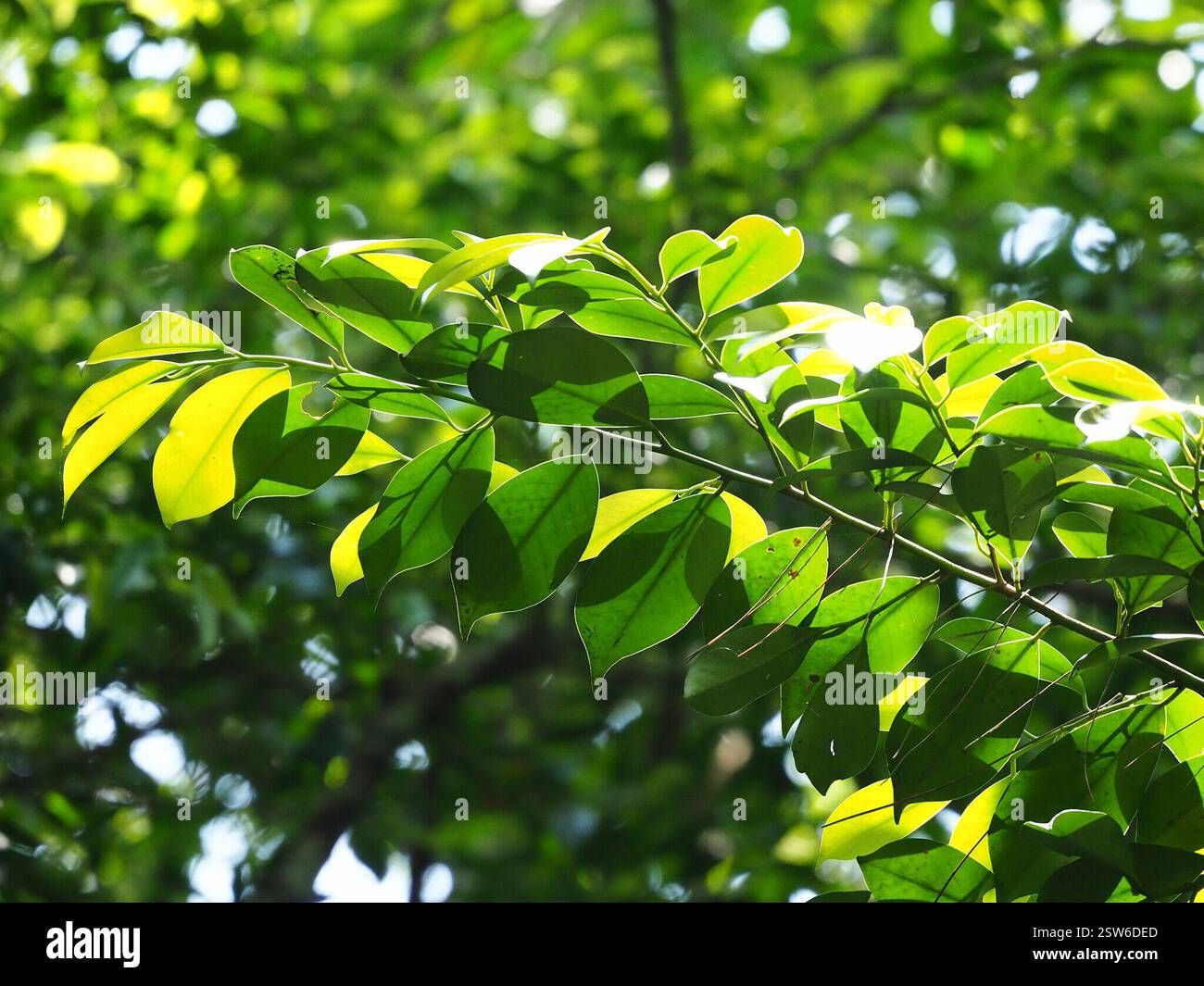 (Cleyera japonica), Plantae, 台灣新北市 Stock Photo - Alamy