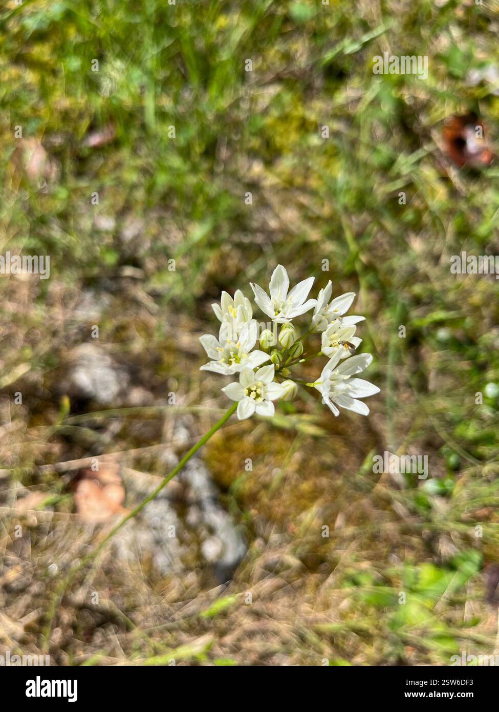 white brodiaea (Triteleia hyacinthina), Plantae, Capital, BC, Canada ...