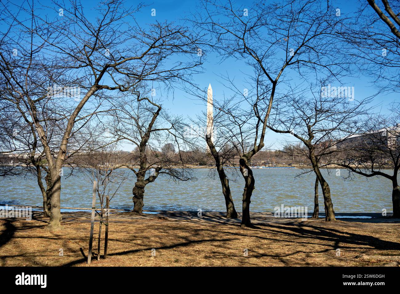 WASHINGTON DC — Bare cherry trees stand along the banks of the Tidal ...