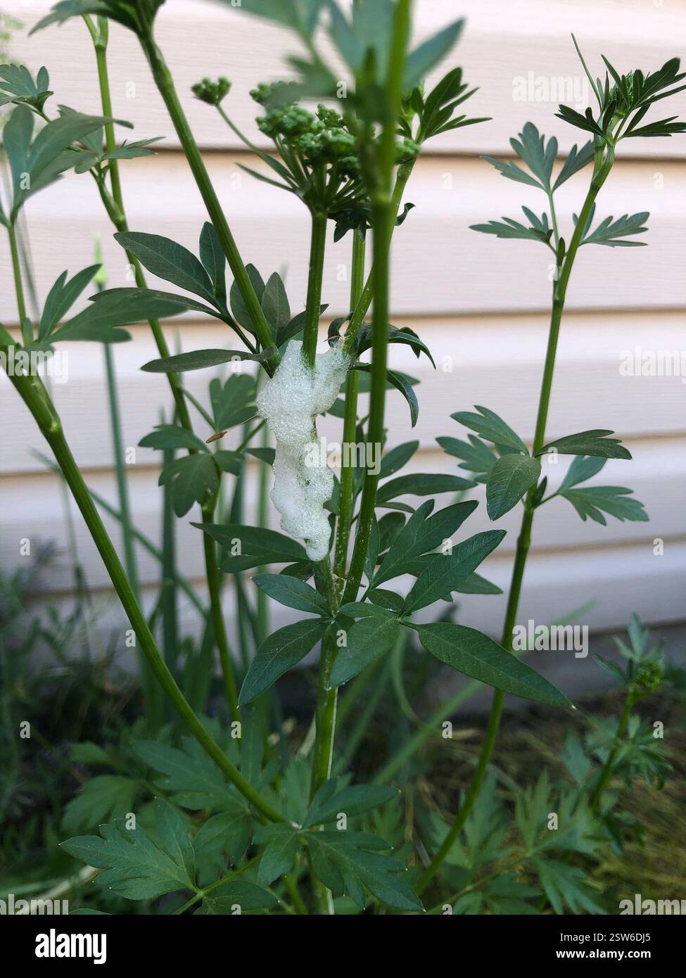 Spittlebugs and Froghoppers (Cercopoidea), Insecta, Kennedy Pl, London ...