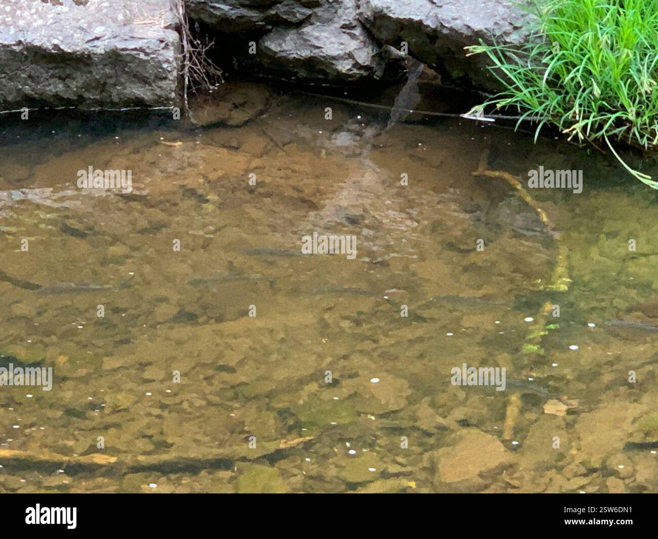Salmons, pikes and mudminnows (Salmoniformes), Actinopterygii ...