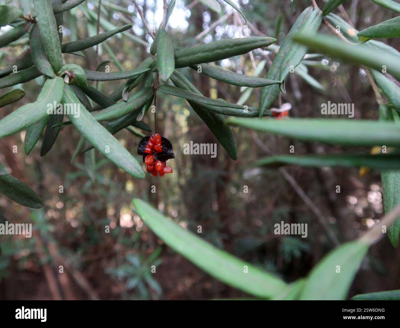 Banyalla (Pittosporum bicolor), Plantae, Bogan Road, Tasmania 7304 ...