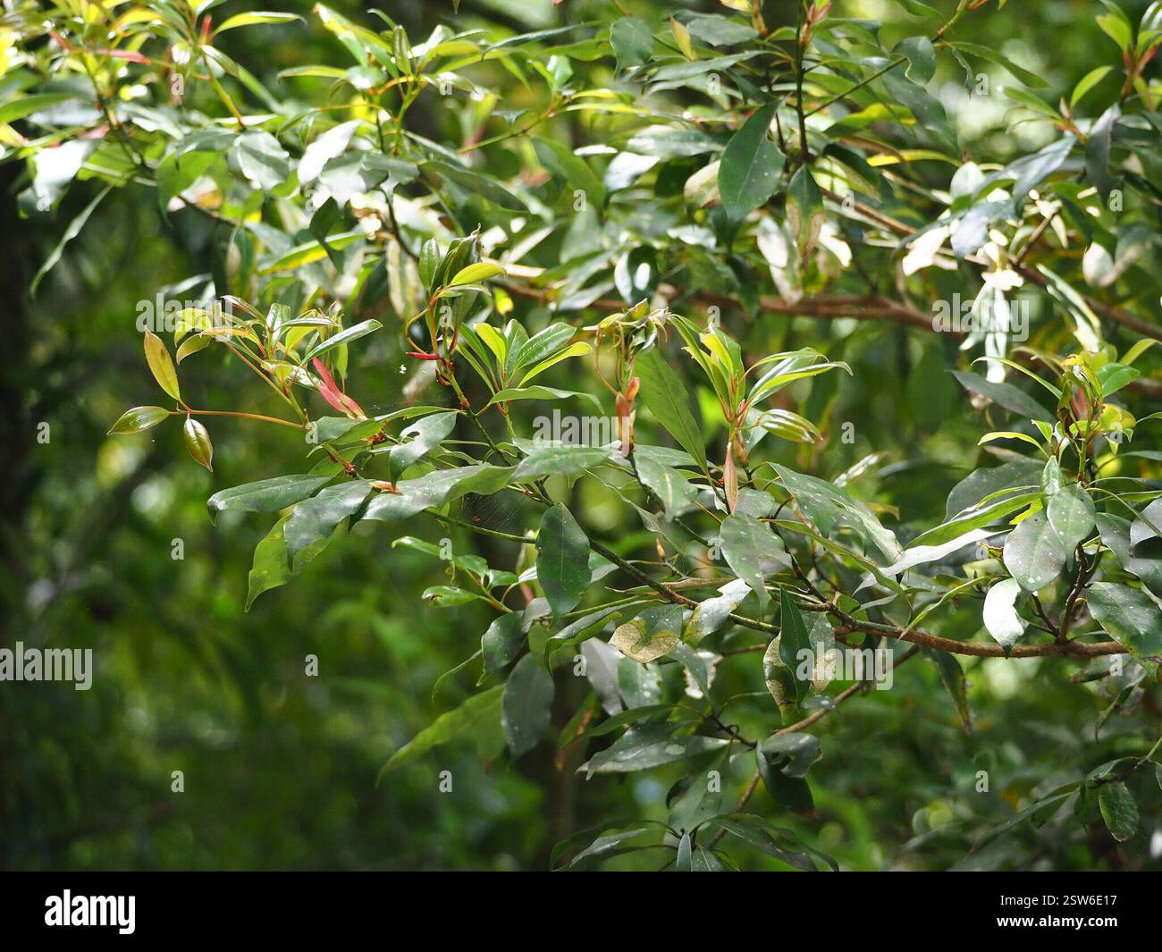 Red Machilus (Machilus thunbergii), Plantae, 台灣桃園市 Stock Photo - Alamy
