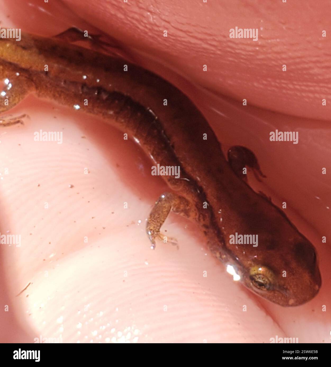 Brook Salamanders (Eurycea), Amphibia, Gatlinburg, TN 37738, USA Stock ...