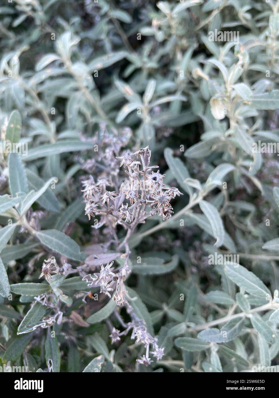 Asthma Bush (Olearia phlogopappa), Plantae, Wilsons Promontory National ...