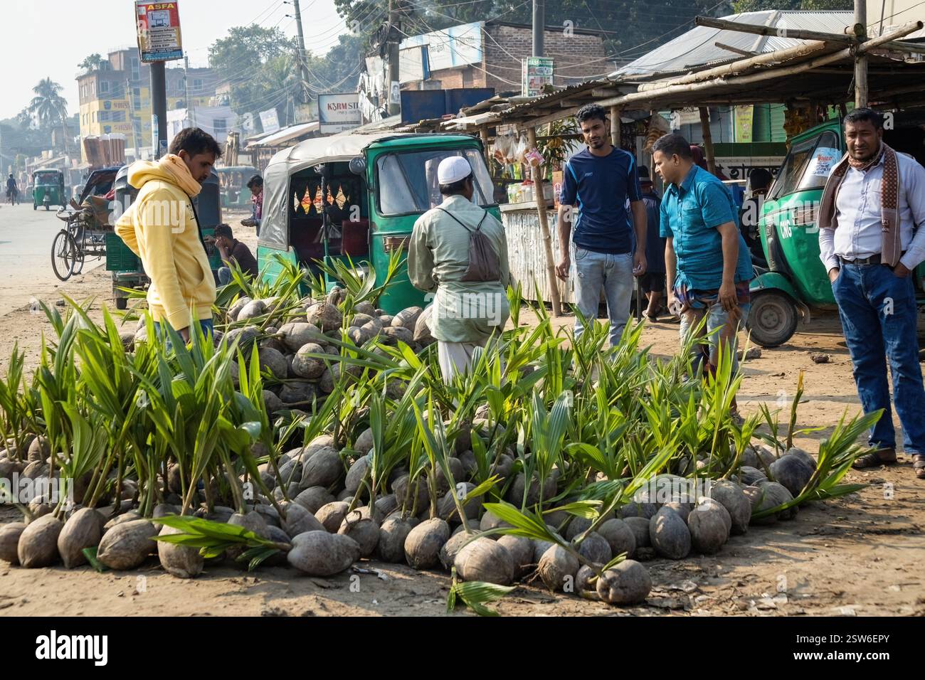 Bangladeshi farmers selling sprouted coconuts on the street in ...