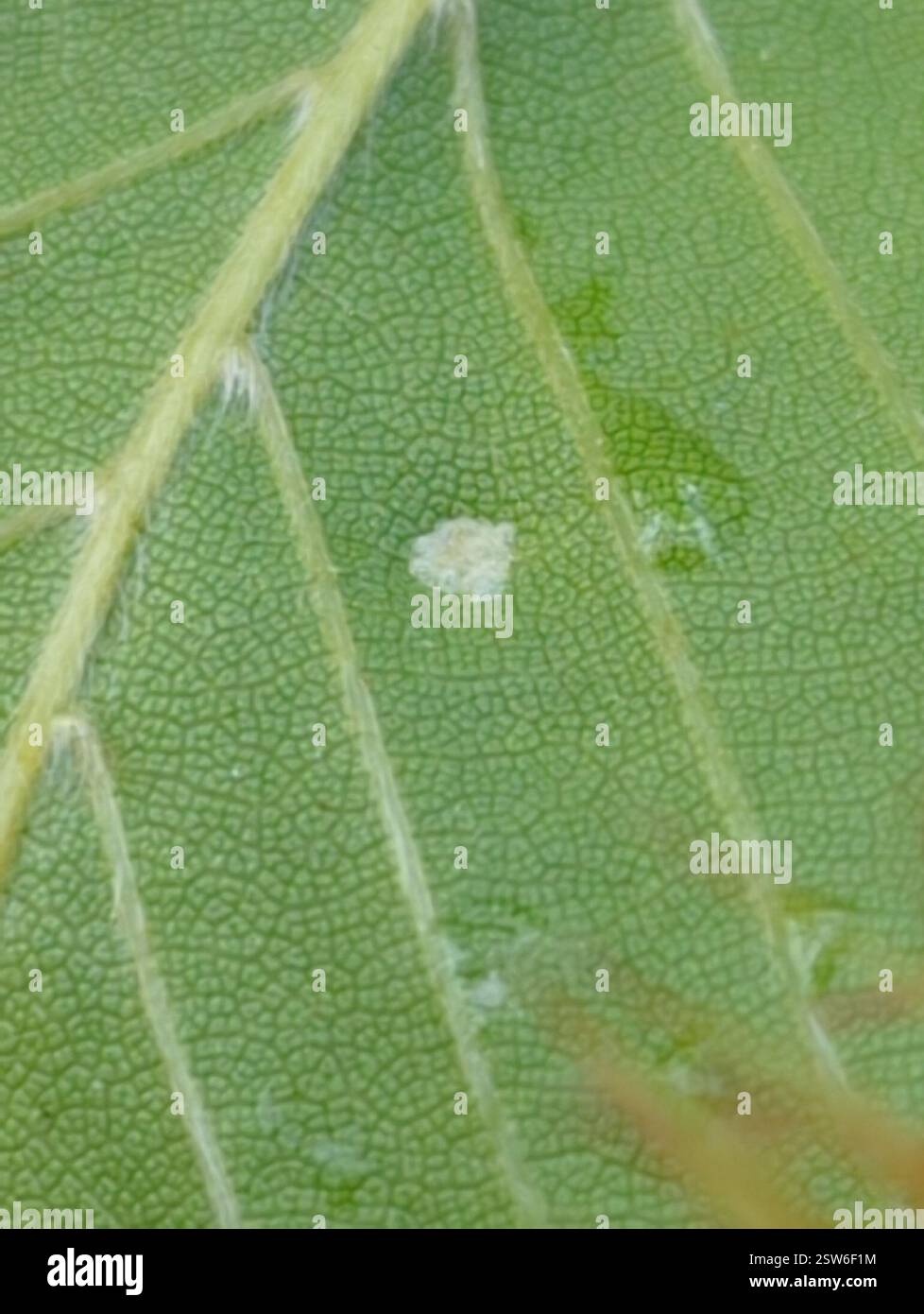 beech erineum mite (Acalitus ferrugineum), Arachnida, Forestburgh, NY ...