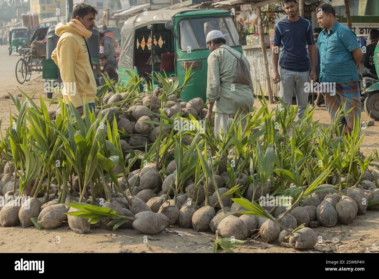 Bangladeshi farmers selling sprouted coconuts on the street in ...