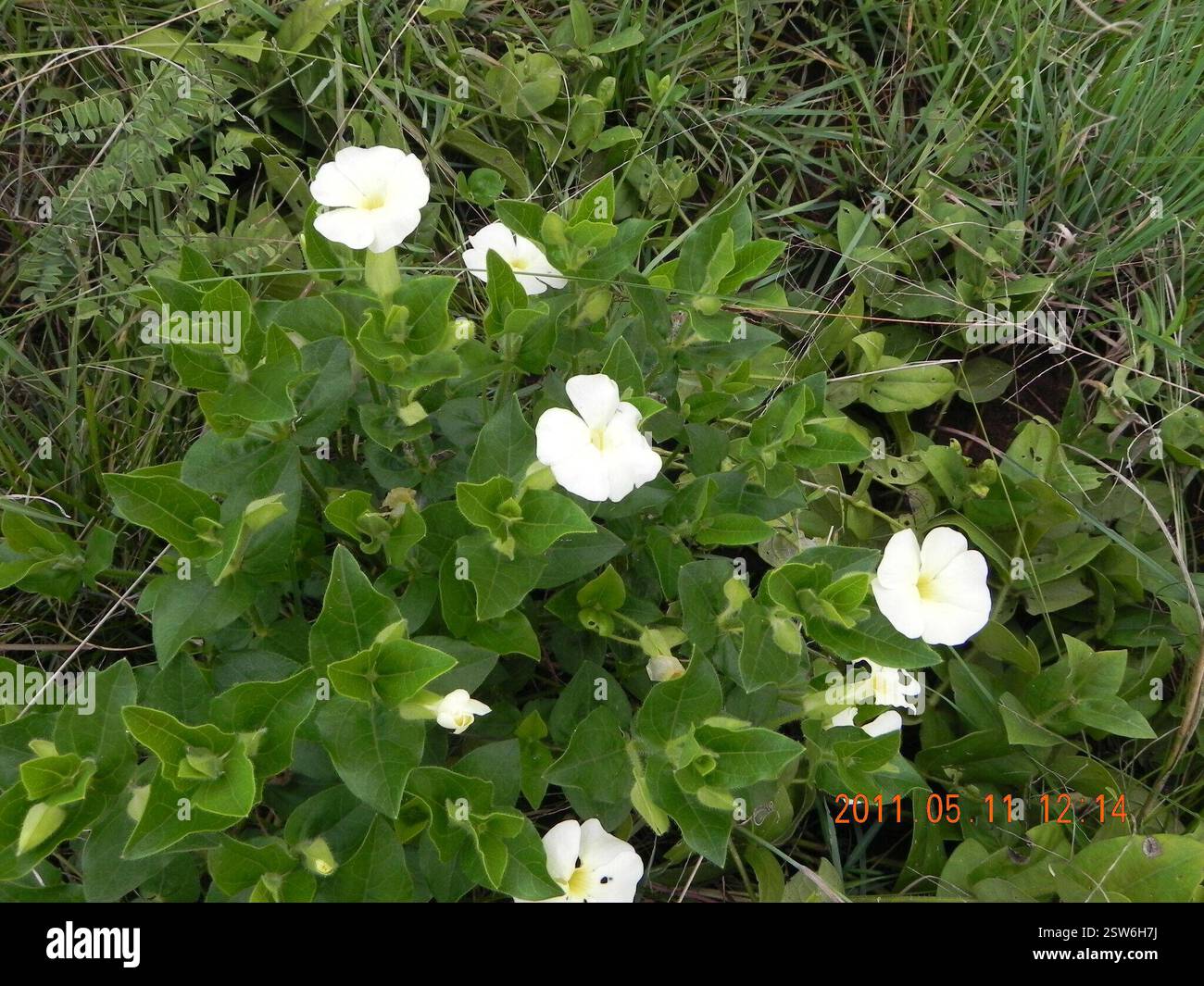 Natal Primrose (Thunbergia atriplicifolia), Plantae, uMgungundlovu ...