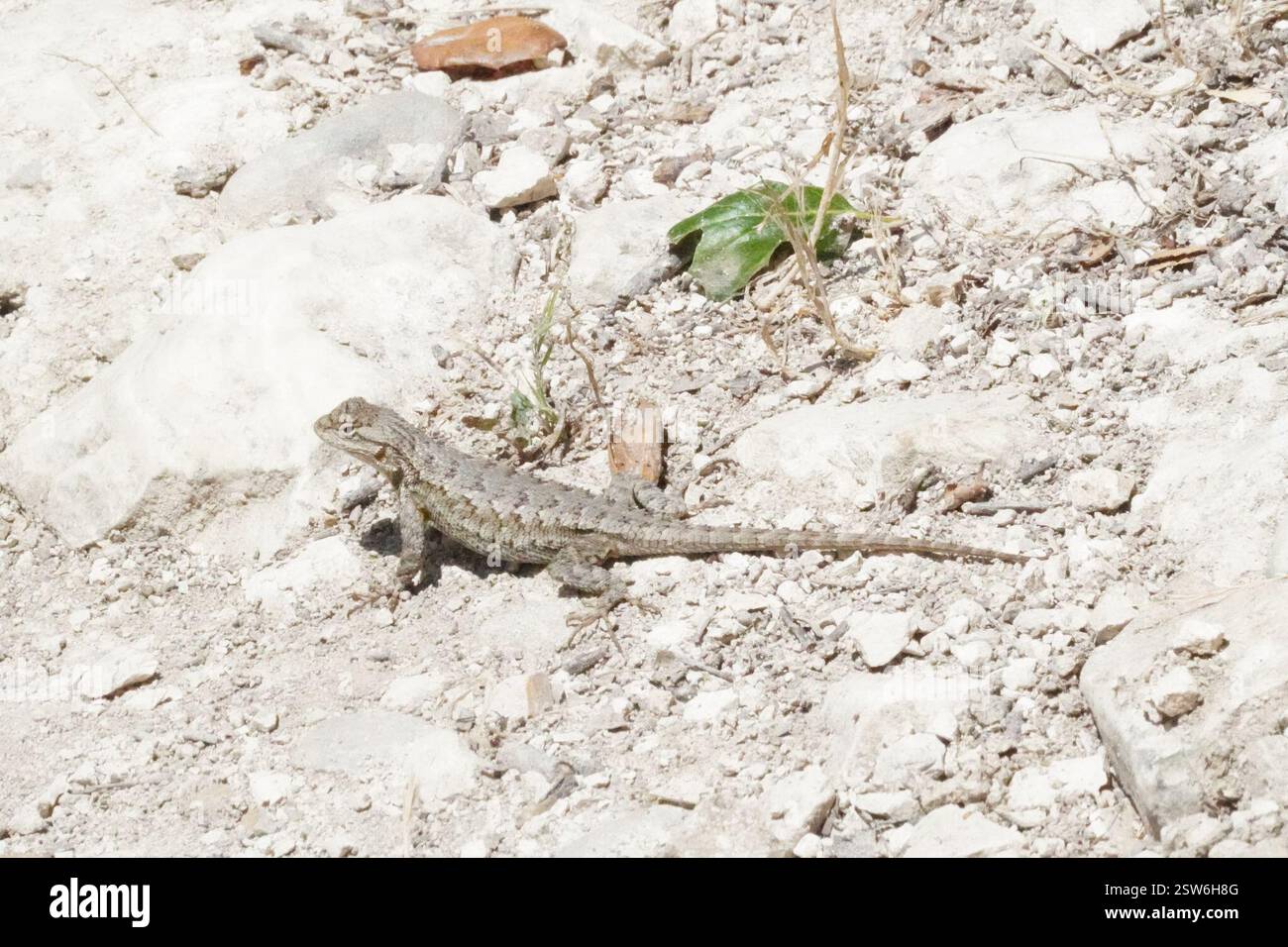 Western Fence Lizard (Sceloporus occidentalis), Reptilia, Lake Cachuma ...