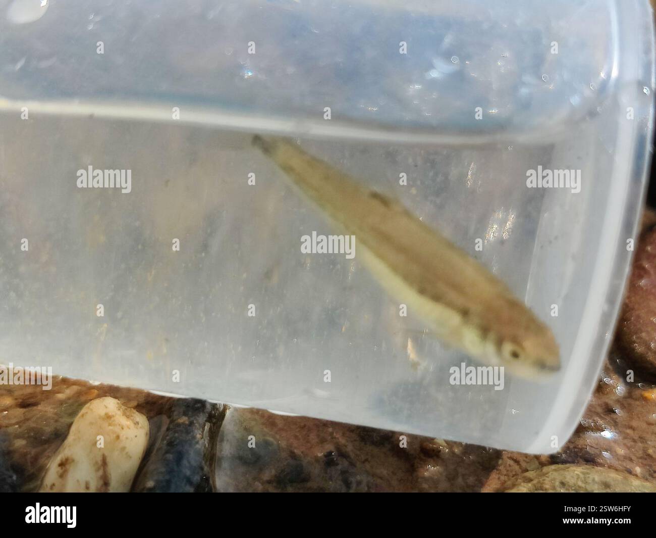 European Minnow (Phoxinus phoxinus), Actinopterygii, Carlisle CA3, UK ...