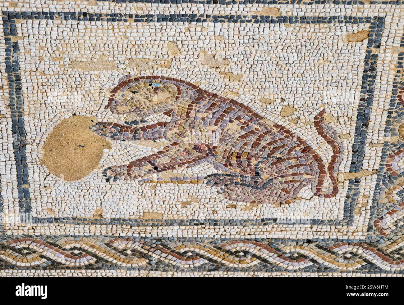 Tiger mosaic italica hi-res stock photography and images - Alamy