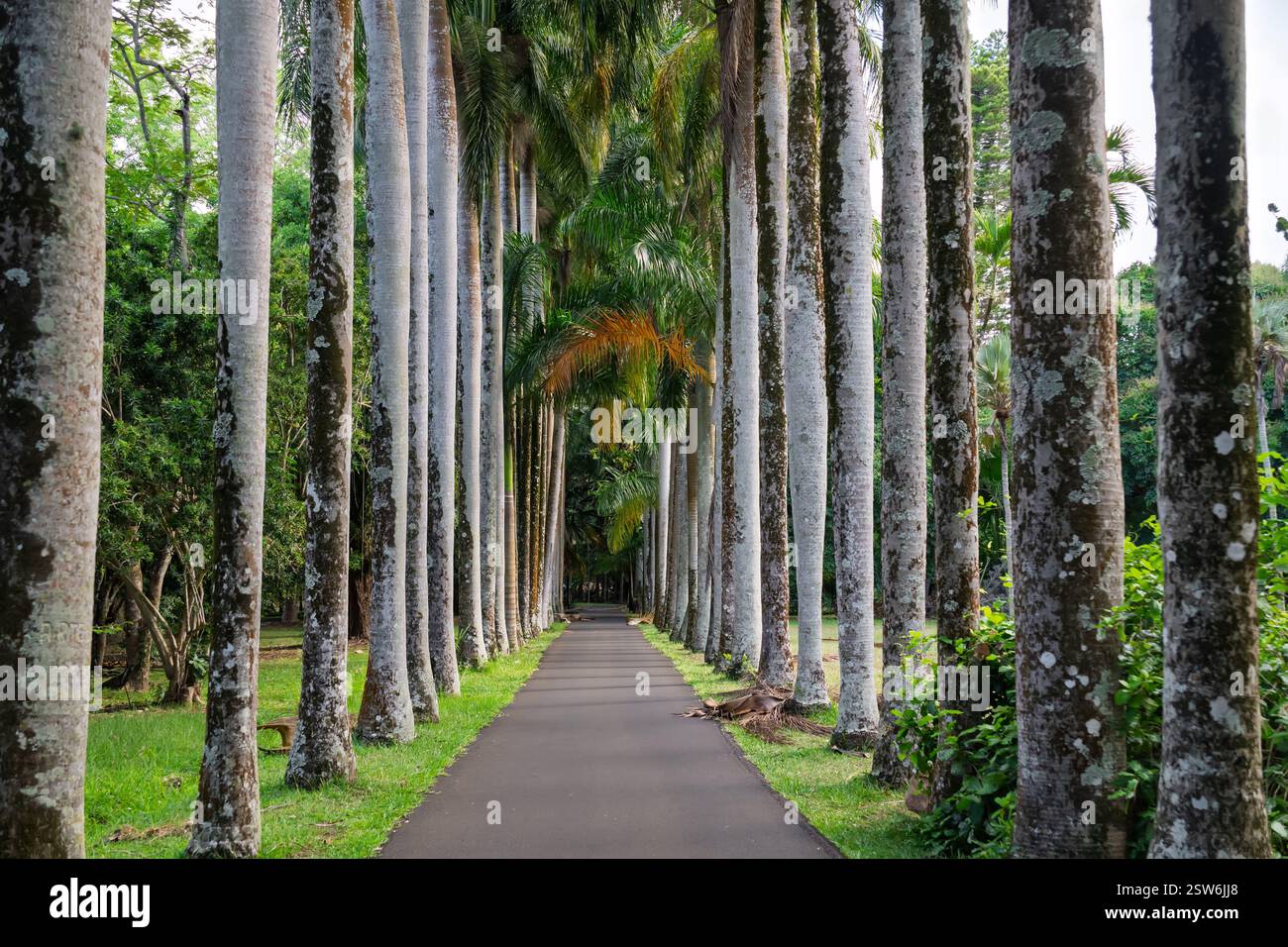 Palm tree alley in tropical botanical garden. Scenic path through royal palm avenue. Majestic ...
