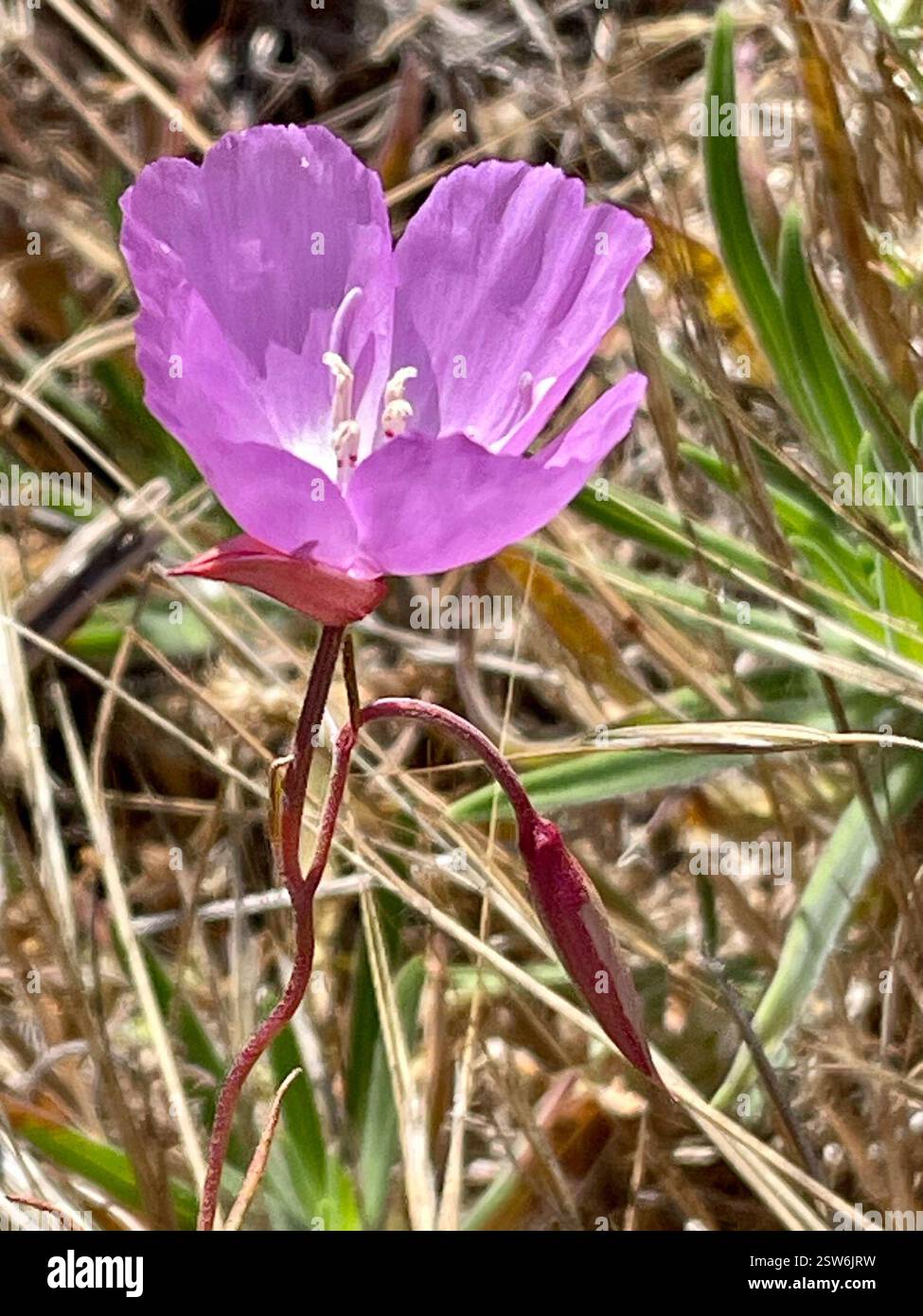 Lewis' Clarkia (Clarkia lewisii), Plantae, California, US, COMPARE 2 ...