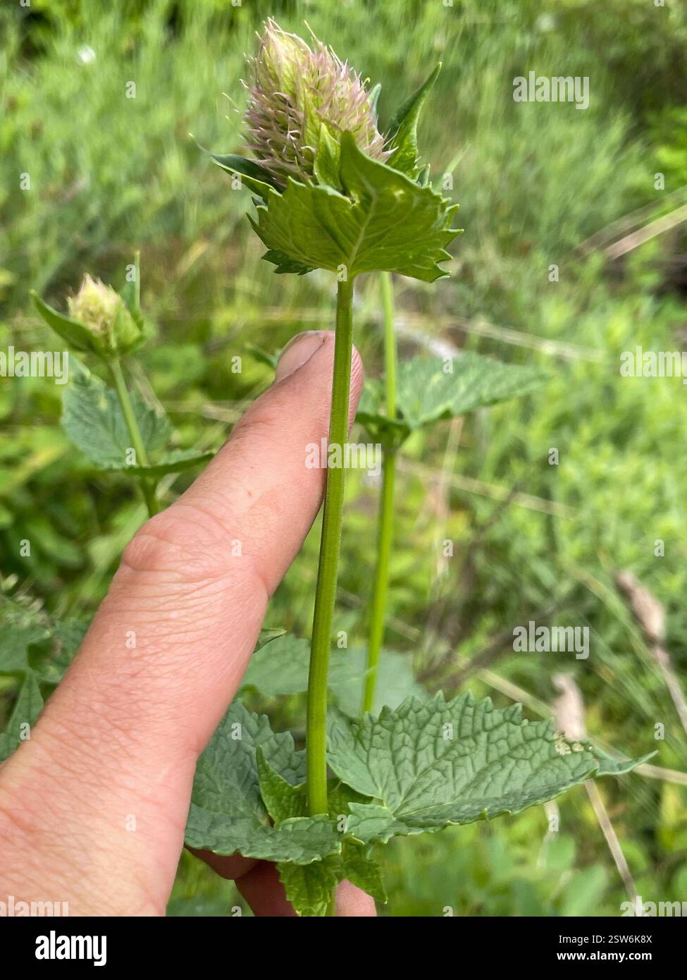 nettle-leaf giant hyssop (Agastache urticifolia), Plantae, Anatone, WA ...