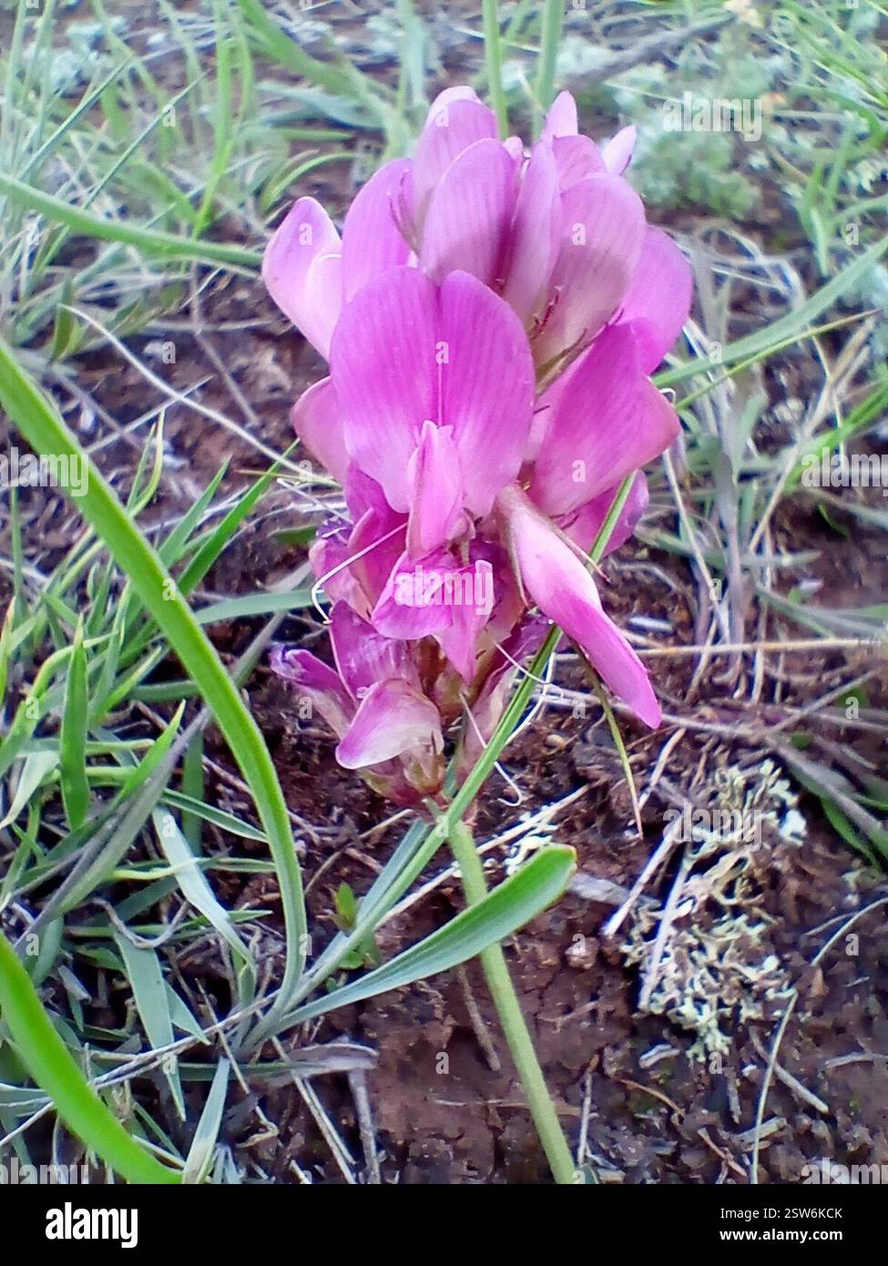 Gmelin's sweetvetch (Hedysarum gmelinii), Plantae, Иркутская обл ...