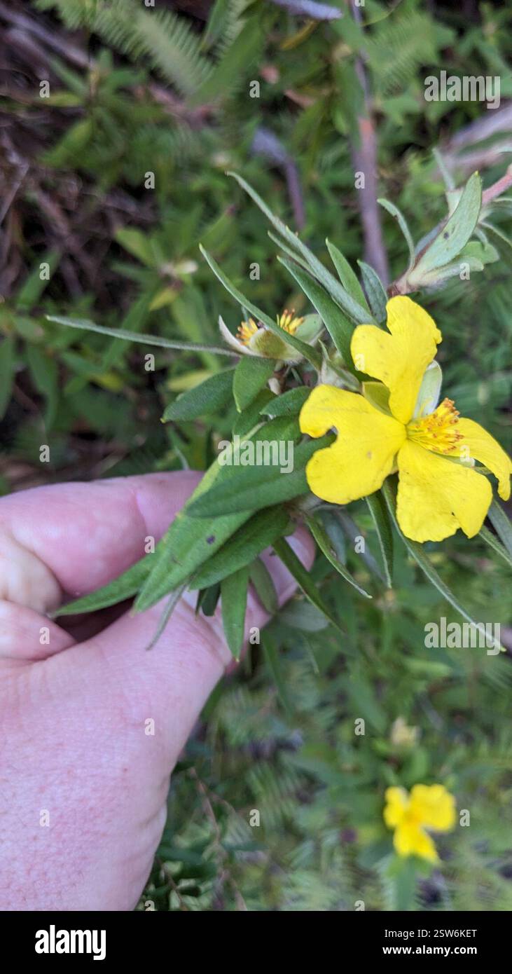 Showy Guinea Flower (Hibbertia linearis), Plantae, Blue Mountains, AU ...
