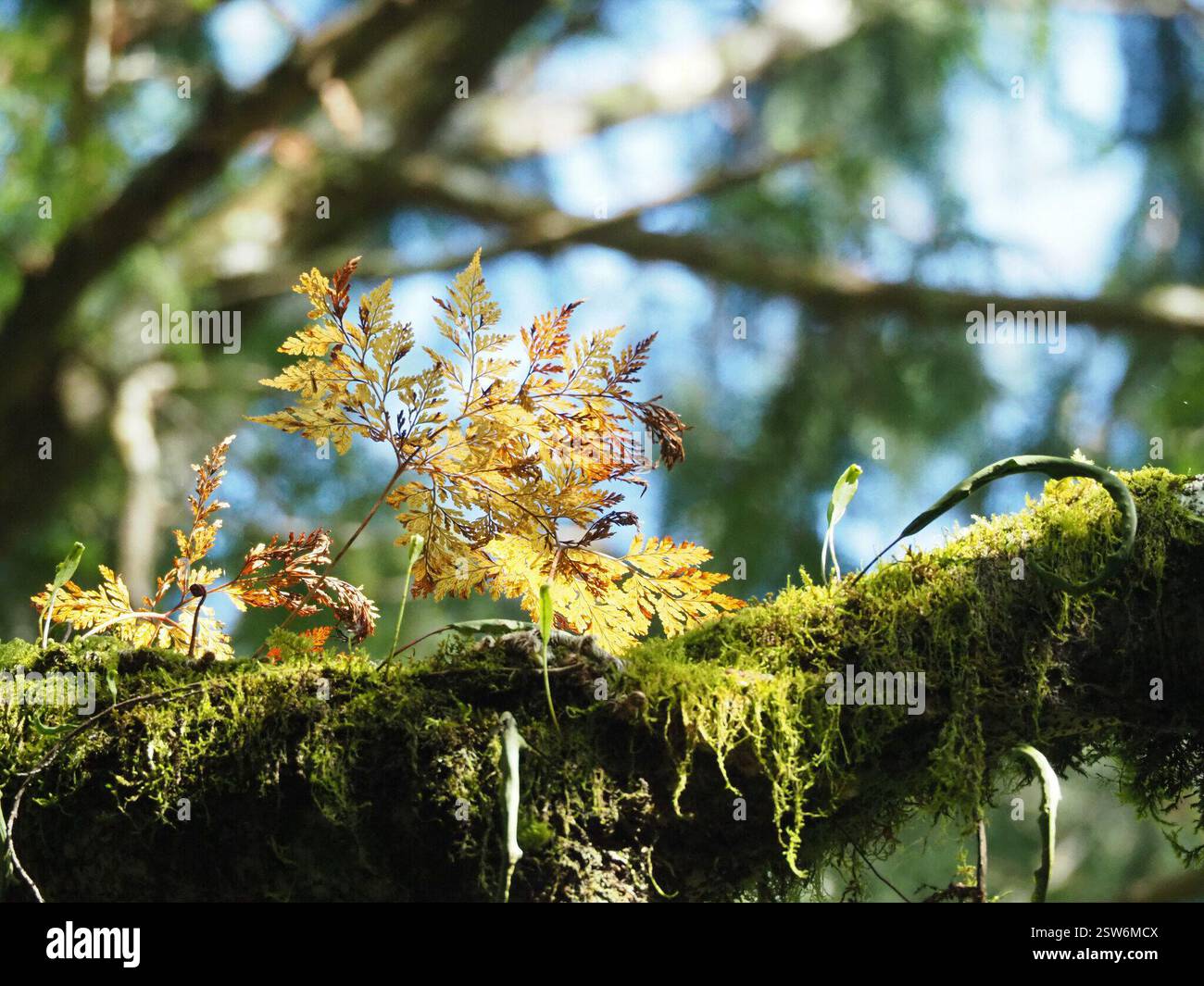 Black Rabbit's Foot Fern (Davallia trichomanoides), Plantae, 台灣桃園市 ...