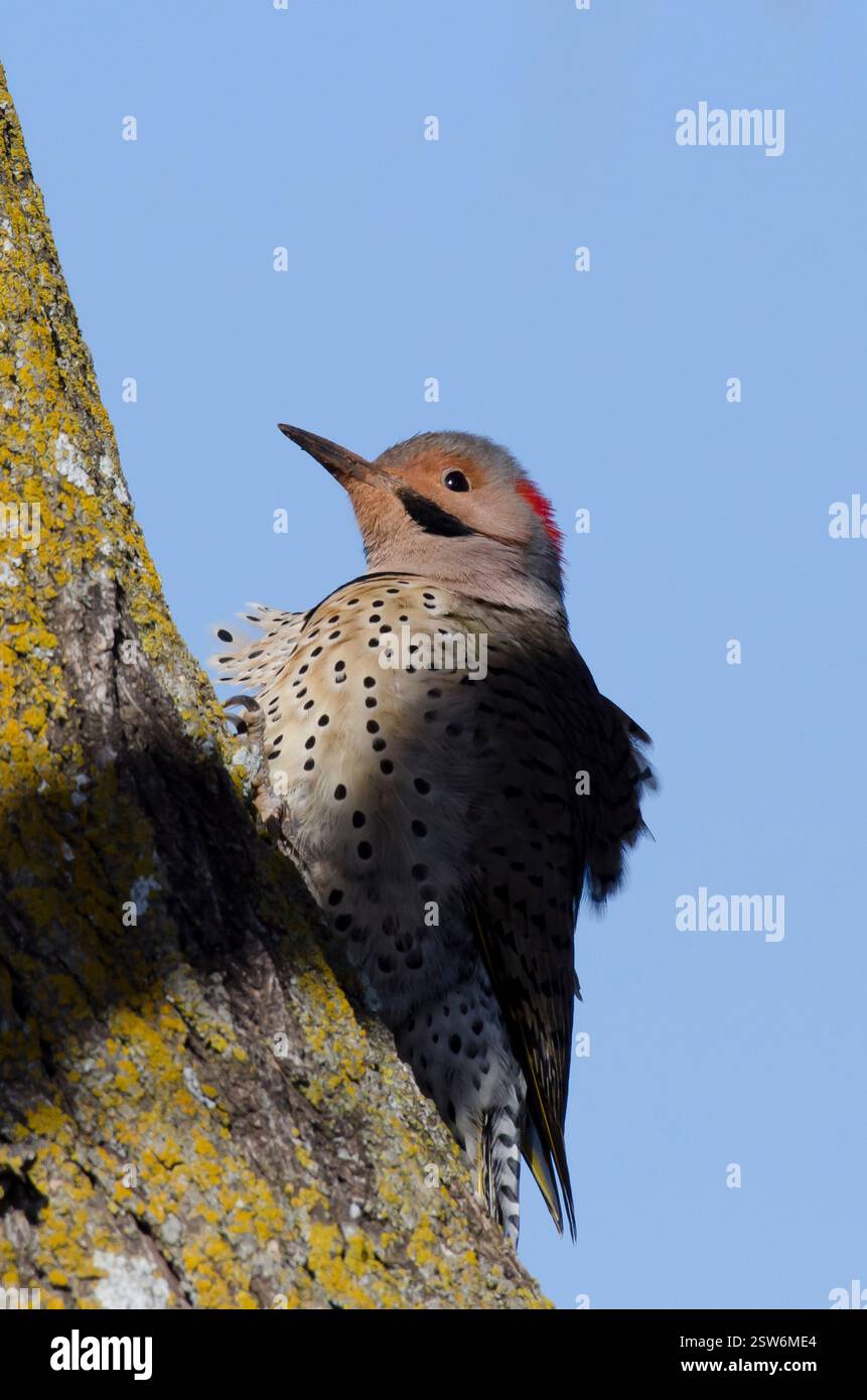 Northern Flicker, Colaptes auratus Stock Photo - Alamy