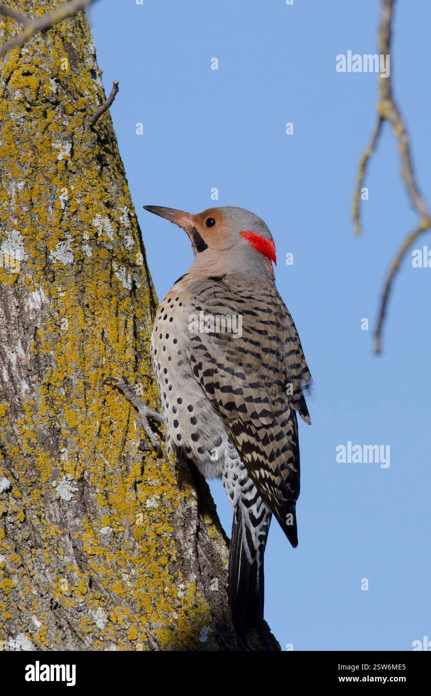 Northern Flicker, Colaptes auratus Stock Photo - Alamy
