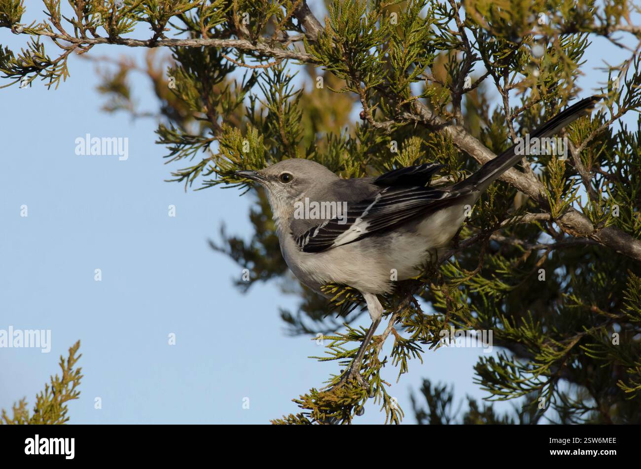 Northern Mockingbird, Mimus polyglottos, foraging for Eastern red cedar ...