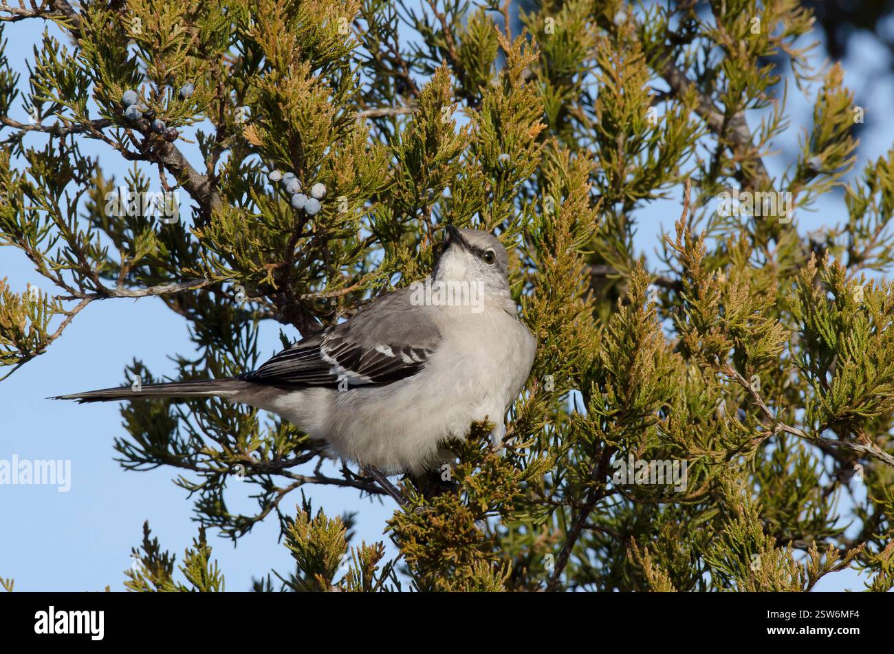 Northern Mockingbird, Mimus polyglottos, foraging for Eastern red cedar ...