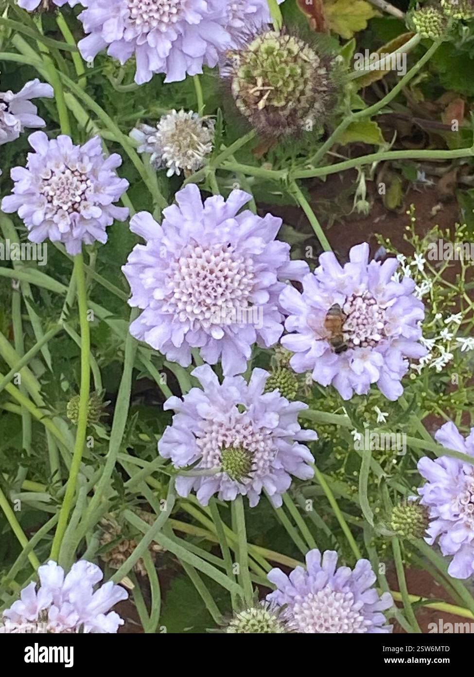 Western Honey Bee (Apis mellifera), Insecta, UCR Botanic Gardens ...