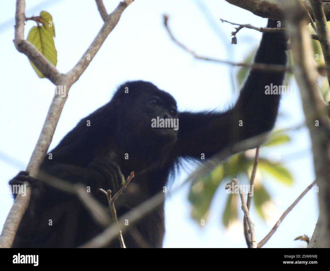 Mantled Howler Monkey (Alouatta palliata), Mammalia, Panama Stock Photo ...