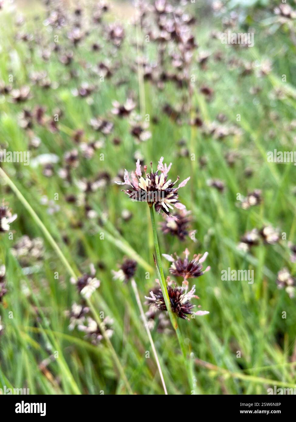 (Juncus phaeocephalus phaeocephalus), Plantae, S Boundary Rd, Monterey ...
