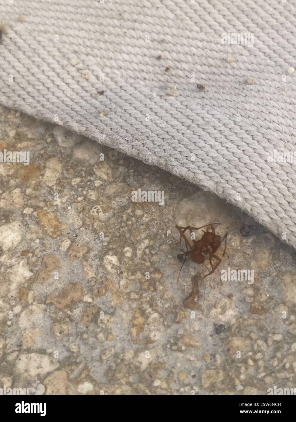 Acromyrmex Leaf-cutter Ants (Acromyrmex), Insecta, Isla Cozumel ...