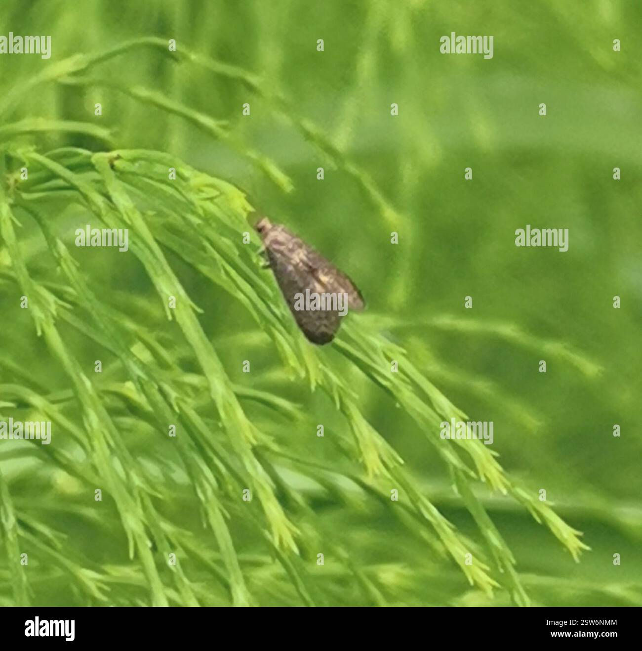 Scale-tooth Lance-wing (Phaulernis dentella), Insecta, 31160 Urjala ...