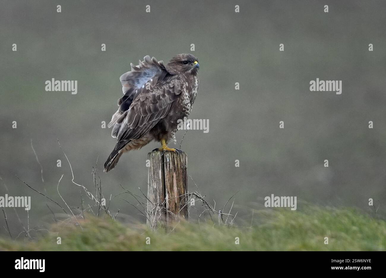 A common buzzard sits on a fence post while hunting for food on the ...