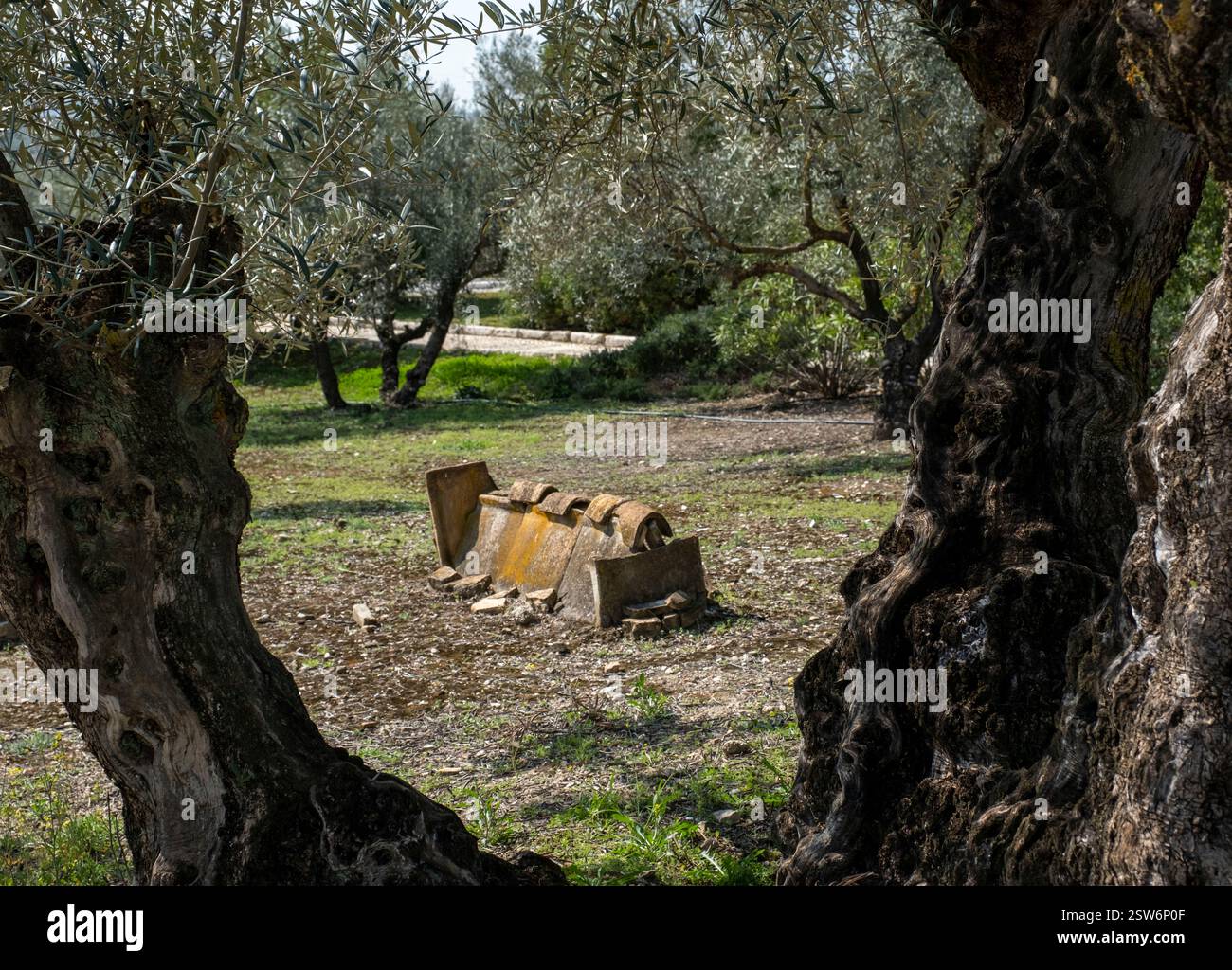 Ancient burial site at the Roman villa of Fuente Alamo, Puente Genil ...