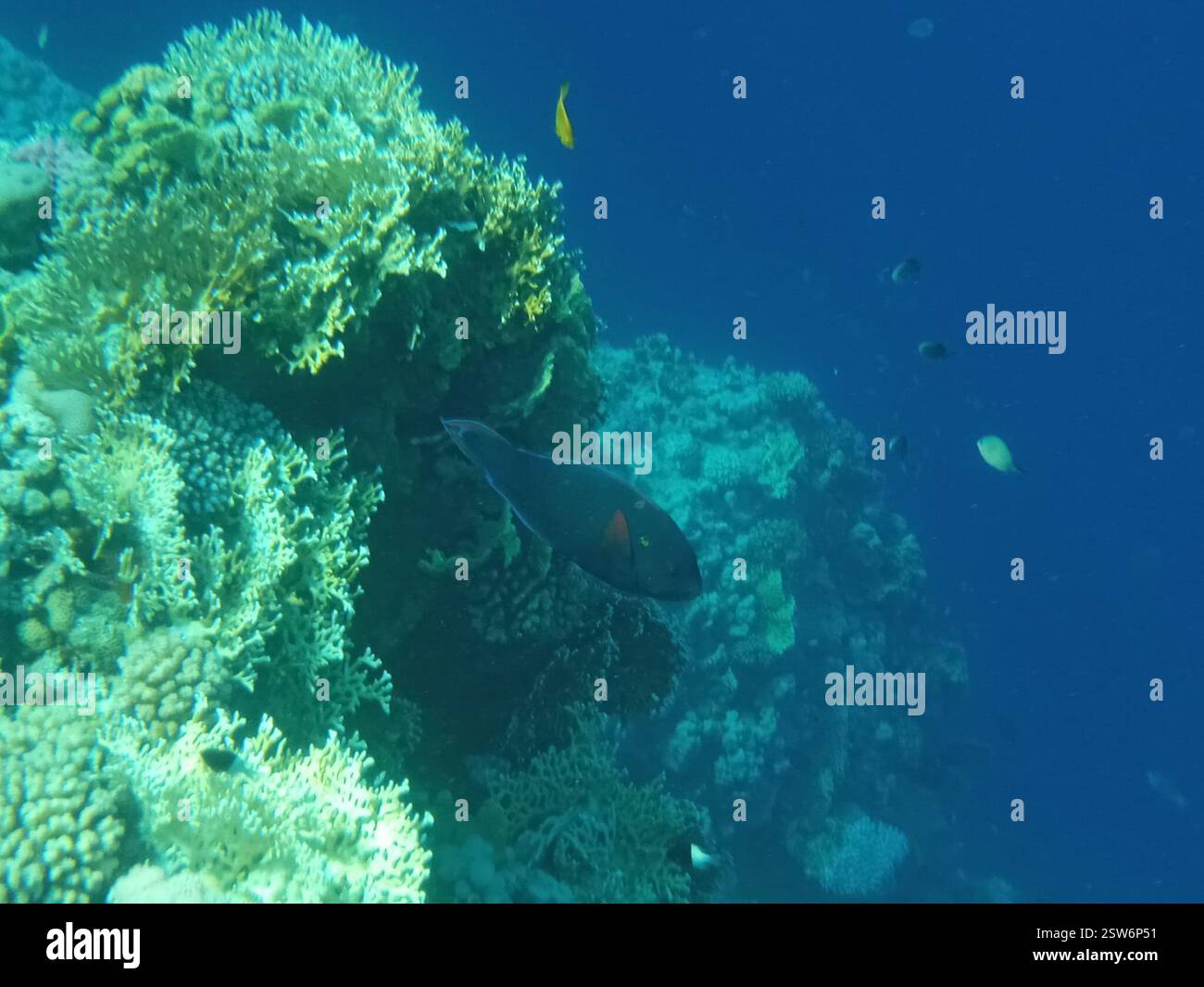 Swarthy Parrotfish (Scarus niger), Actinopterygii, XC78+PH, Qesm Sharm ...