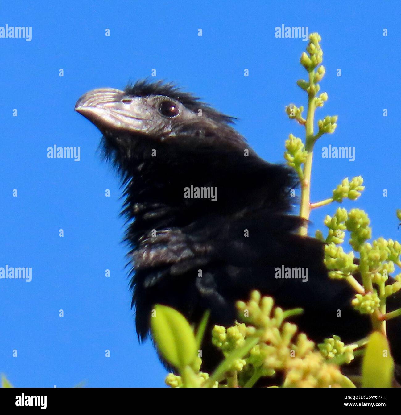 Groove-billed Ani (Crotophaga sulcirostris), Aves, Vía Antón - El Valle ...