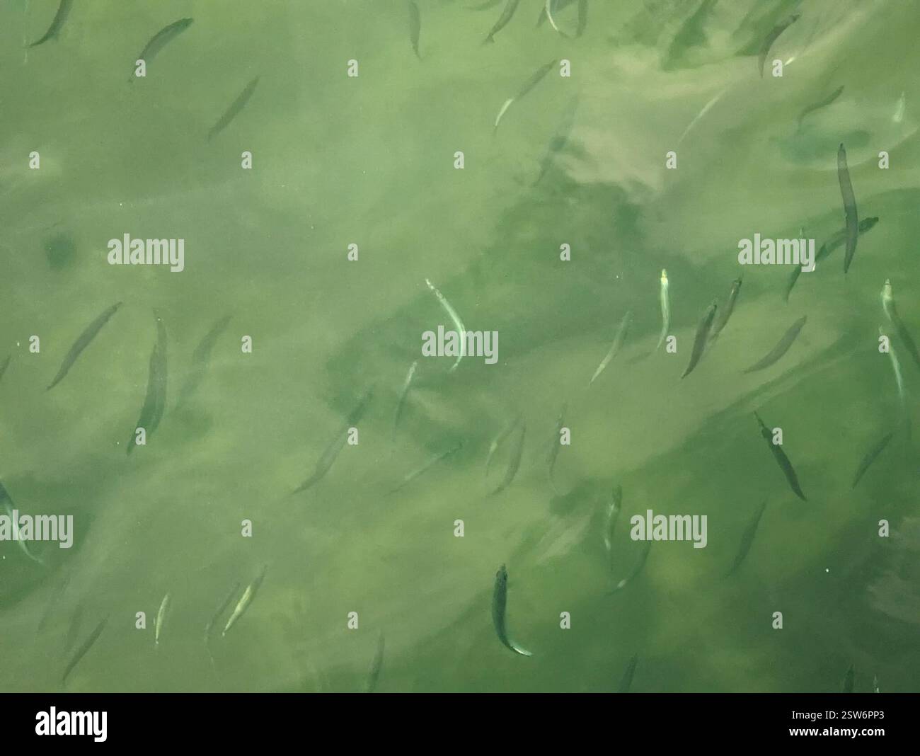 Yelloweye Mullet (Aldrichetta forsteri), Actinopterygii, Western ...