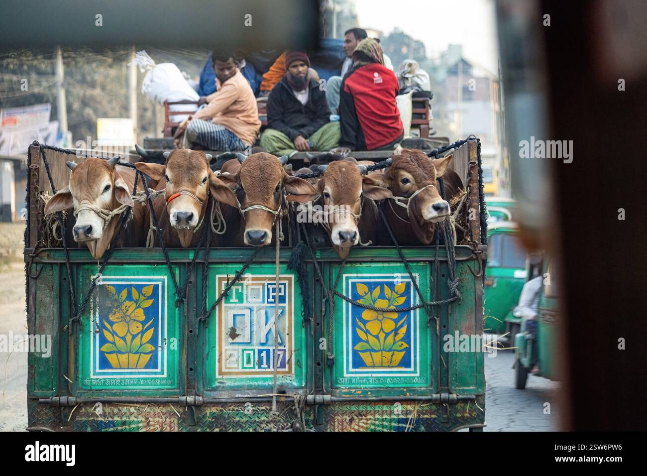 Cows transporting on the road in Dhaka Bangladesh Stock Photo - Alamy