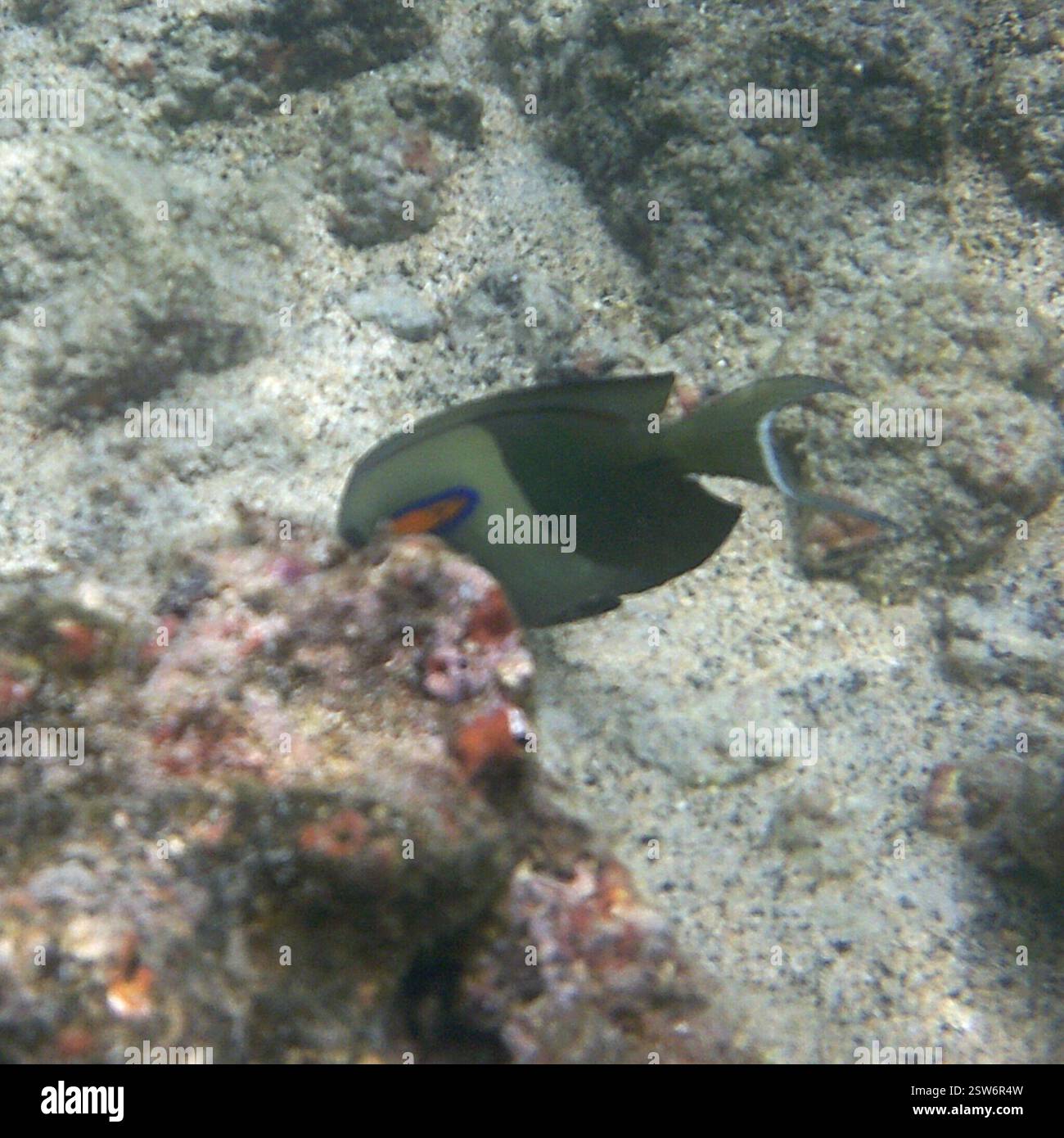 Orangeblotch Surgeonfish (Acanthurus olivaceus), Actinopterygii, In the ...