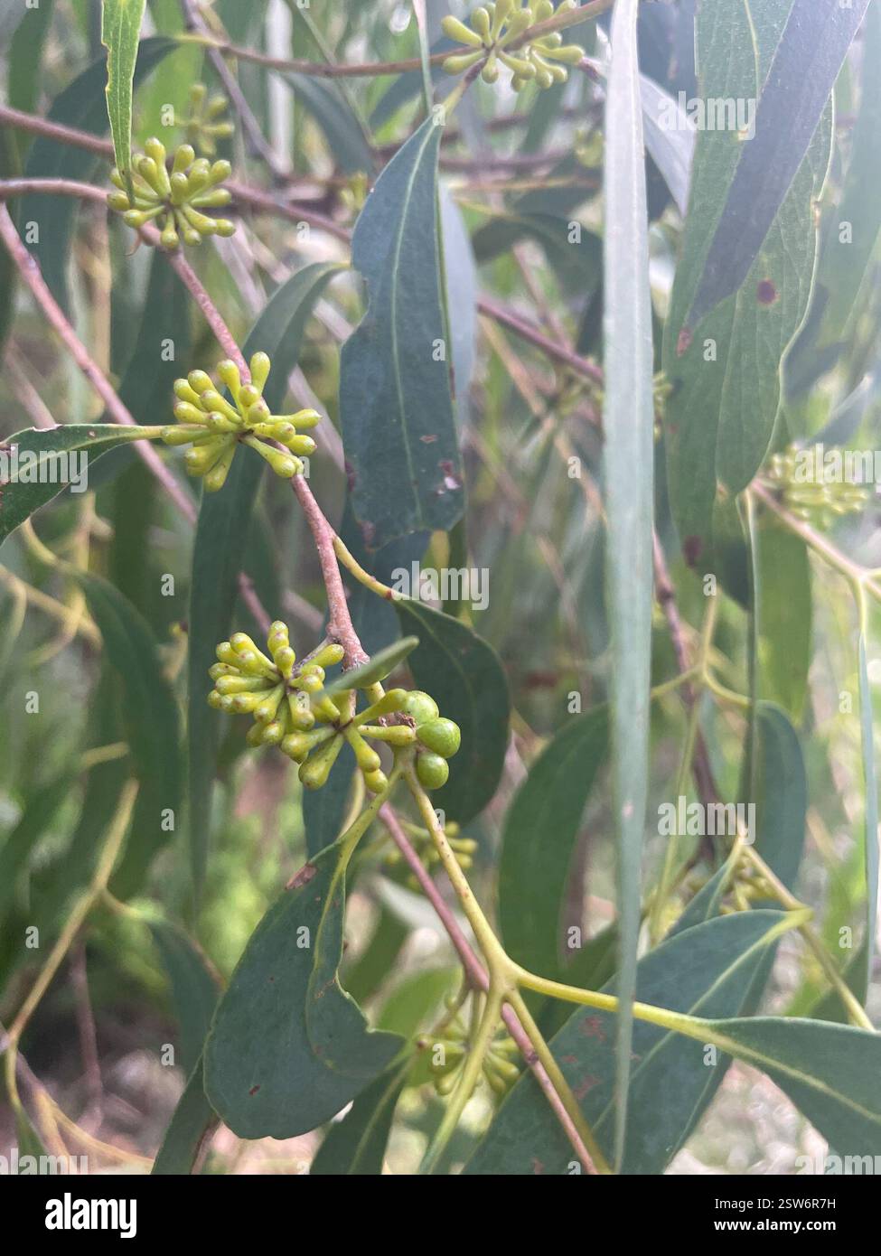 narrow-leaf peppermint gum (Eucalyptus radiata), Plantae, Wilsons ...
