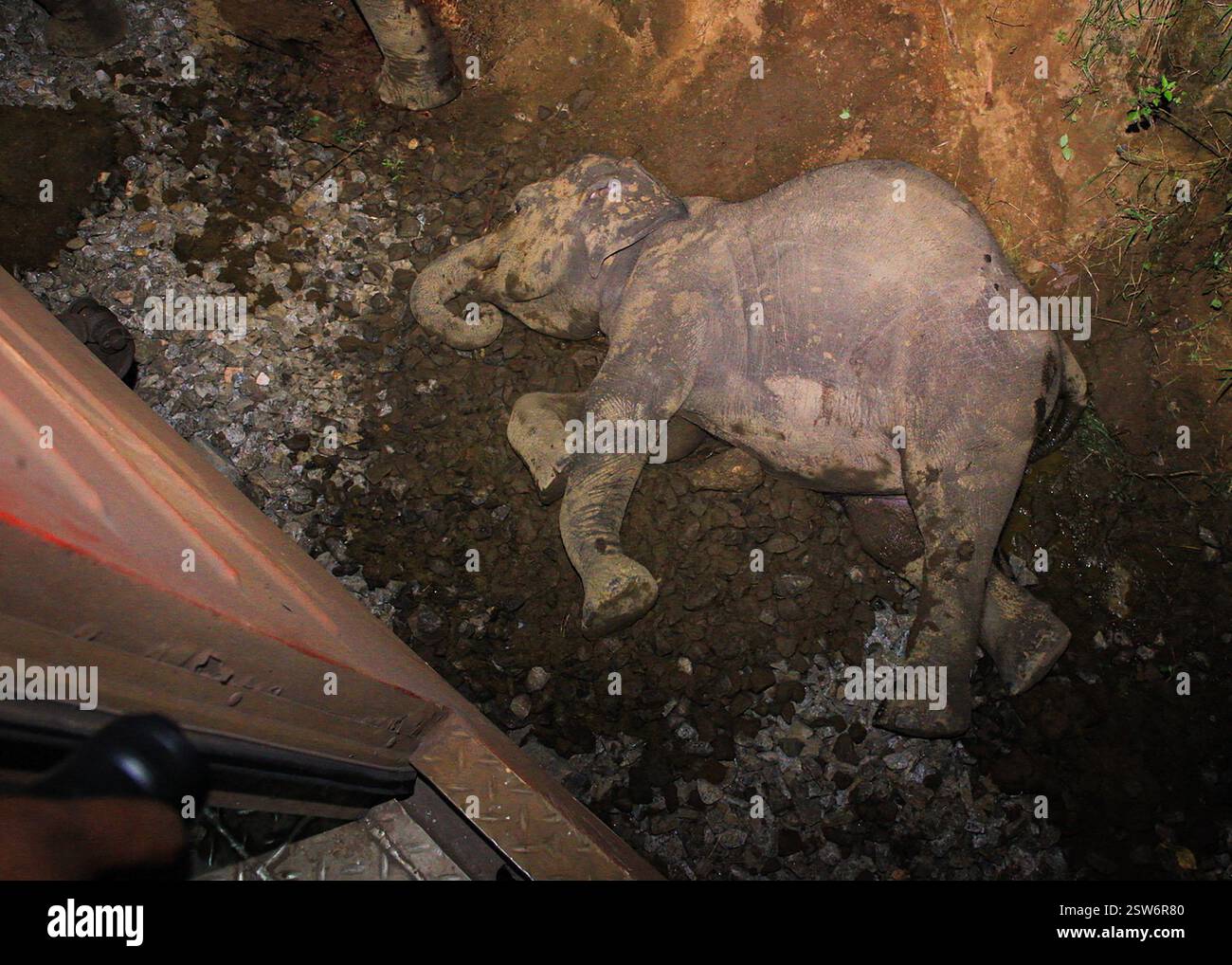EDS NOTE GRAPHIC CONTENT- A dead wild elephant lies beside a derailed ...
