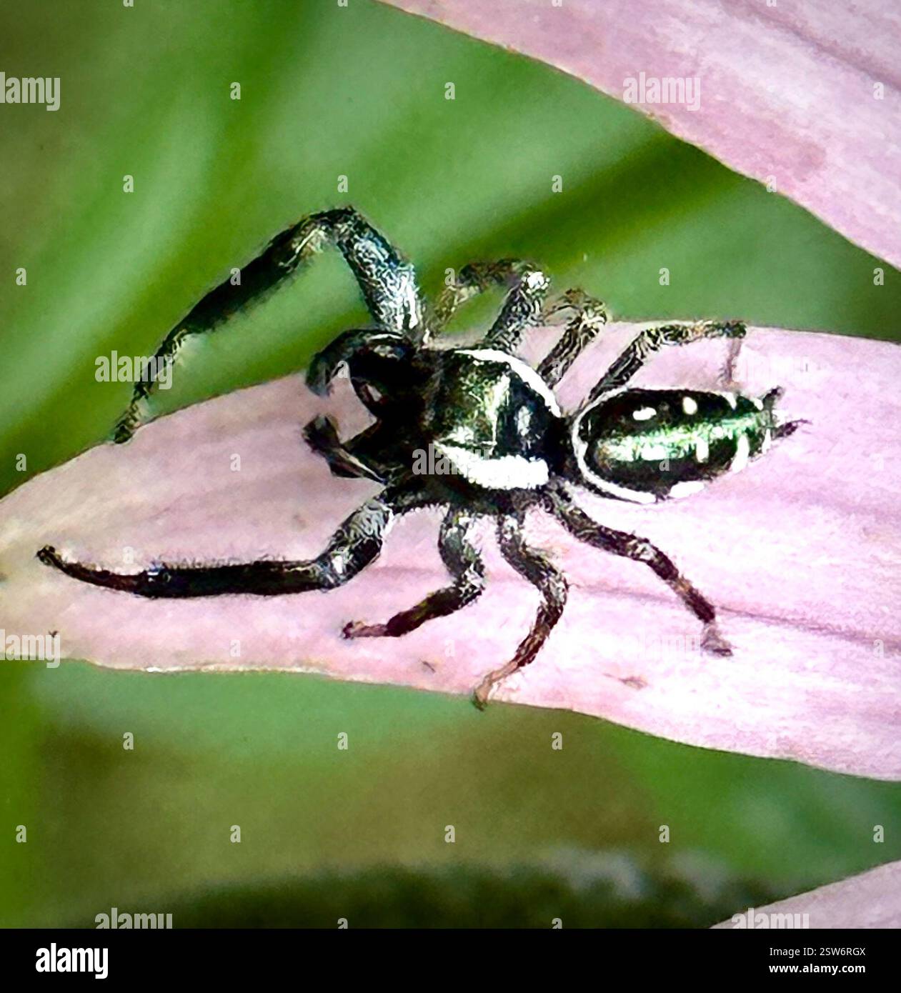 Golden Jumping Spider (Paraphidippus aurantius), Arachnida, Mitchell St ...