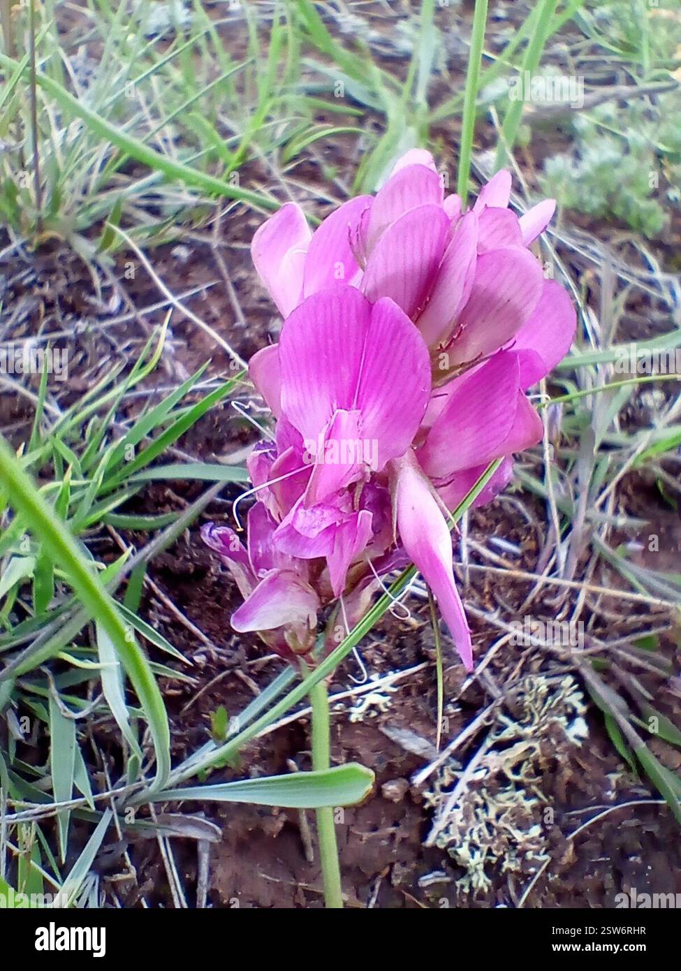 Gmelin's sweetvetch (Hedysarum gmelinii), Plantae, Иркутская обл ...