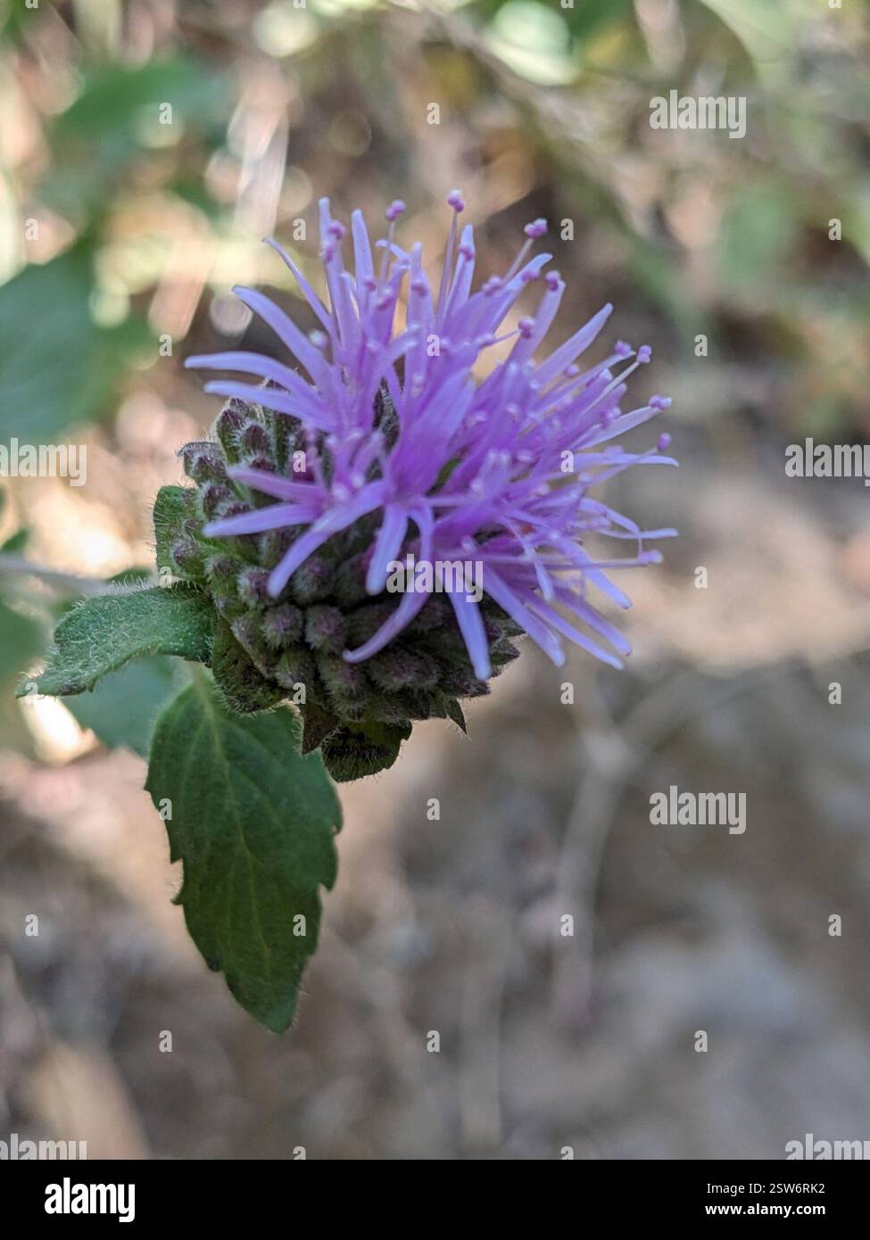 Coyote Mint (Monardella villosa), Plantae, Farm Hills, Redwood City, CA ...
