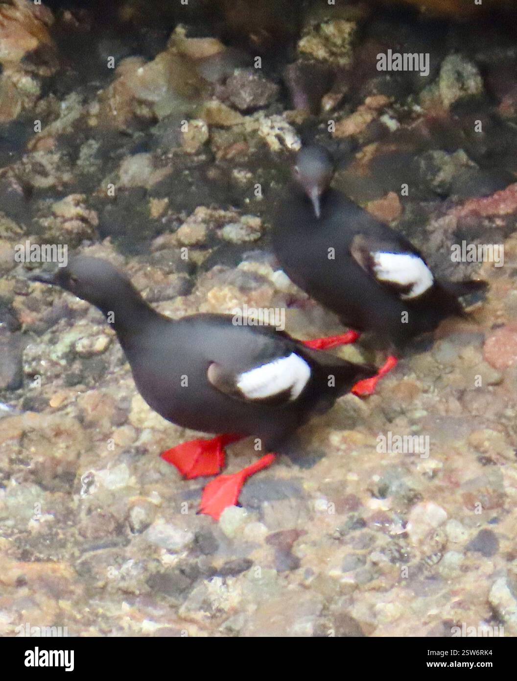 Pigeon Guillemot (Cepphus columba), Aves, Point Lobos State Natural ...