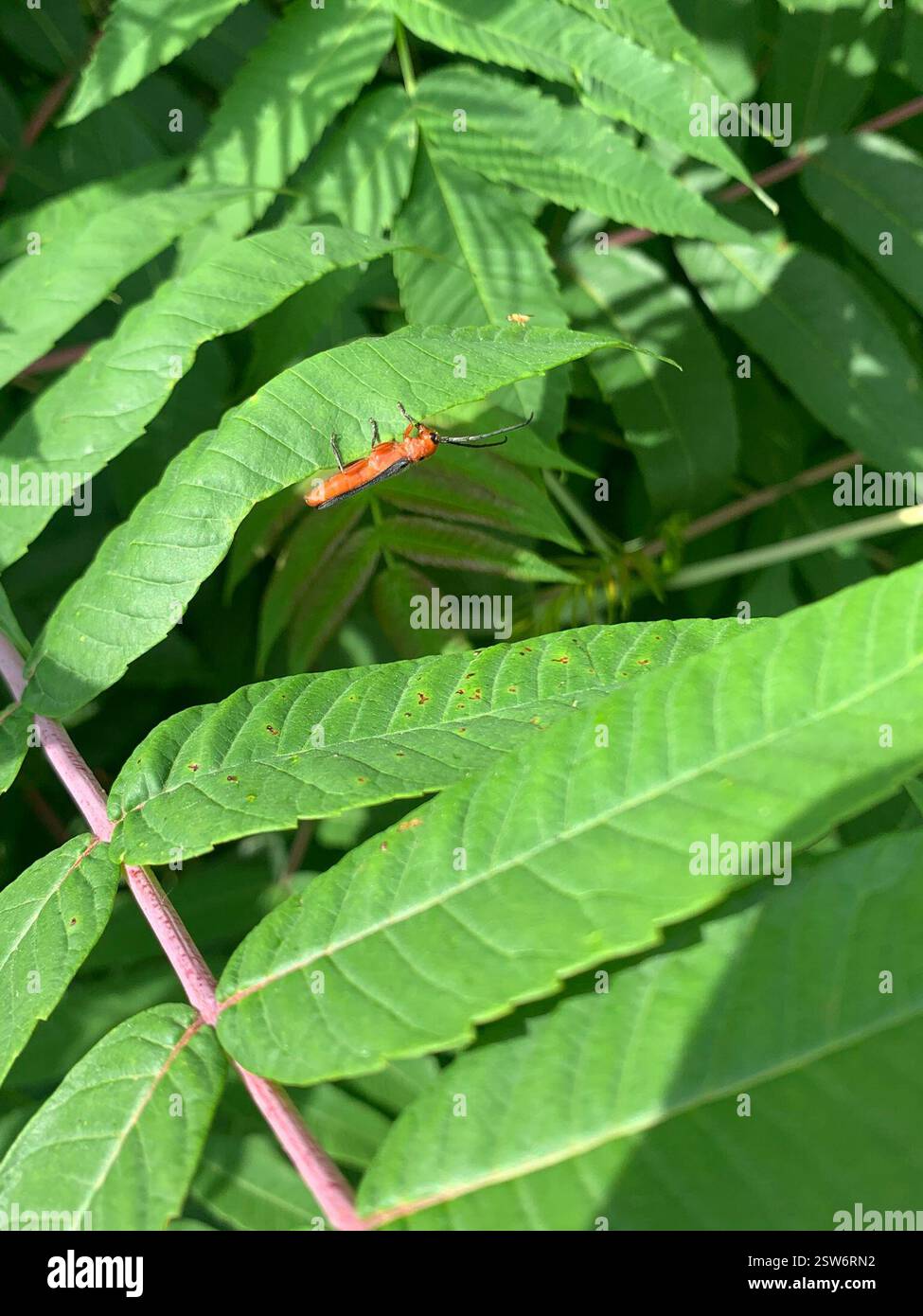 Sumac Stem Borer (Oberea ocellata), Insecta, The Arboretum State ...