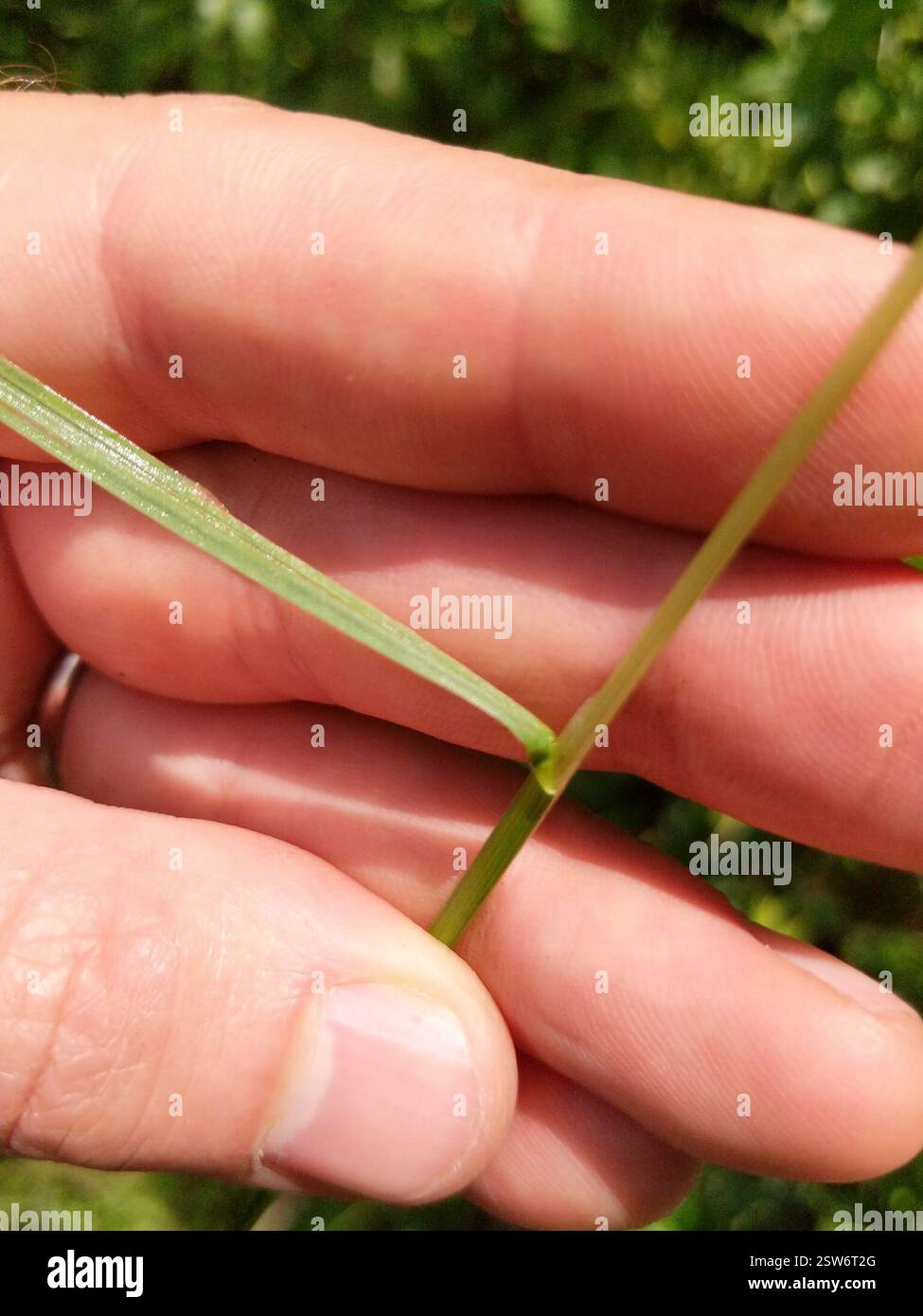 grasses (Poaceae), Plantae, Mt Pocono, PA 18344, USA, Stem rough when ...