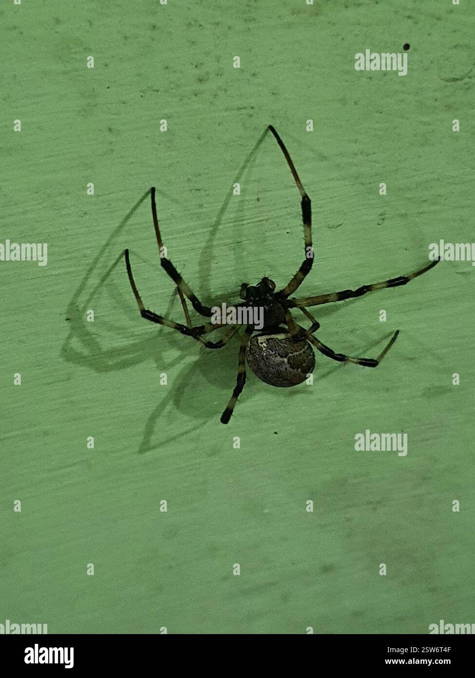 Asian Hermit Spider (Nephilengys malabarensis), Arachnida, Tanakita 5 ...