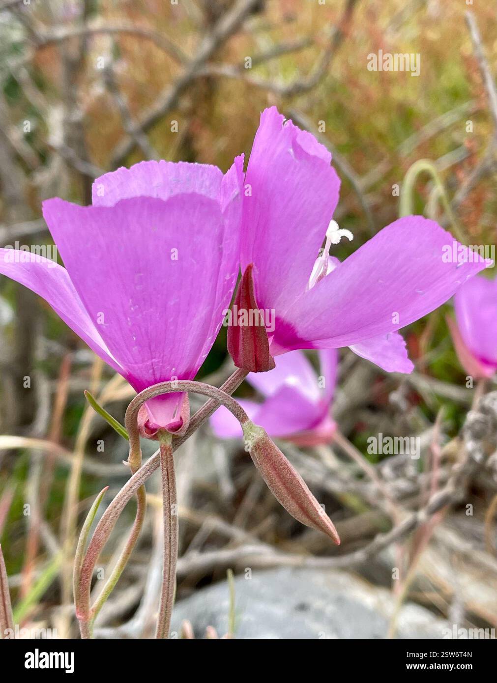 Lewis' Clarkia (Clarkia lewisii), Plantae, California, US, Link to ...