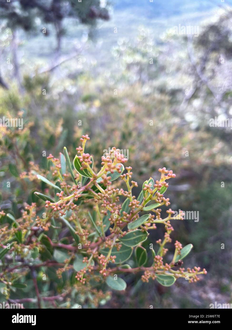 Myrtle Wattle (Acacia myrtifolia), Plantae, Wilsons Promontory National ...